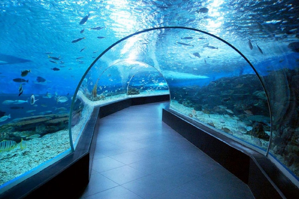 Manila Ocean Park: A Magical Journey Through the Ocean's Depths ...